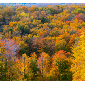 Mixing Fall Paint Colors: How to Paint with a Fall Color Palette