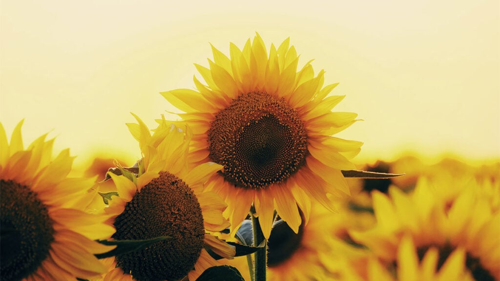 How to Paint Sunflowers: Exploring Geometric Shapes and Color