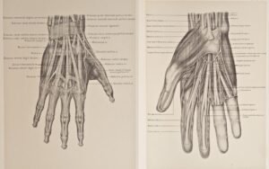 How to Draw Hands (Beginner + Advanced) Hand Drawing Tips