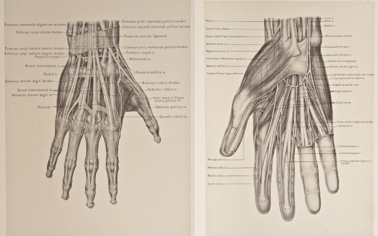 How to Draw Hands (Beginner + Advanced) Hand Drawing Tips