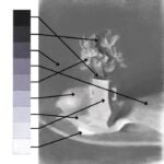 Value Scale: How to Elevate Your Painting with 9 Values