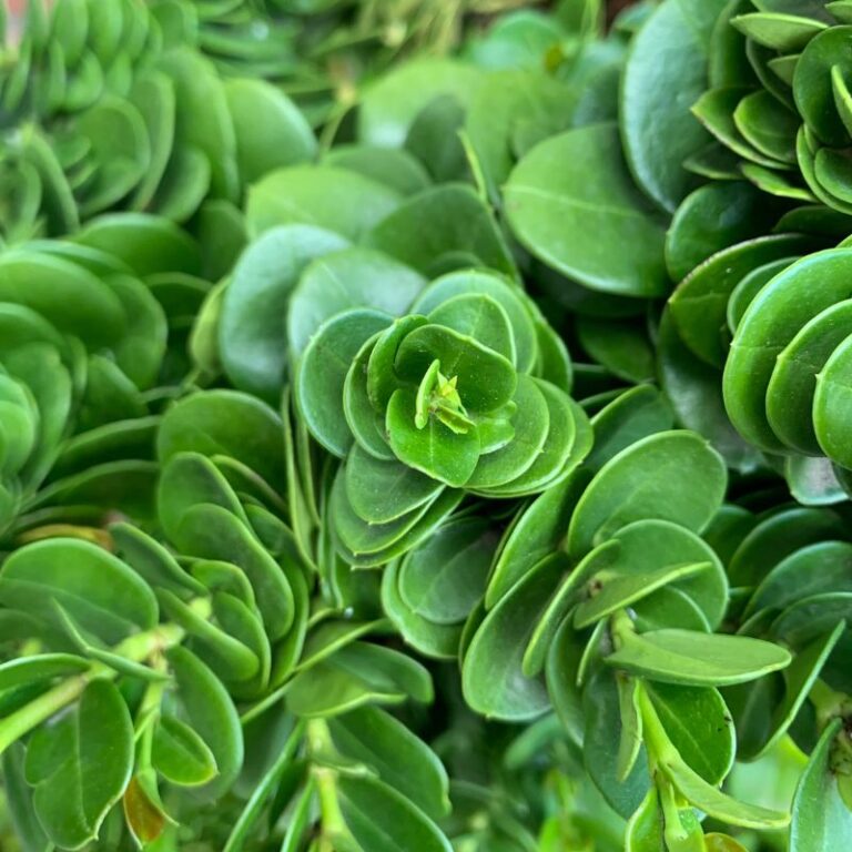 Discovering Pattern in Art: A Look into Patterns in Paintings